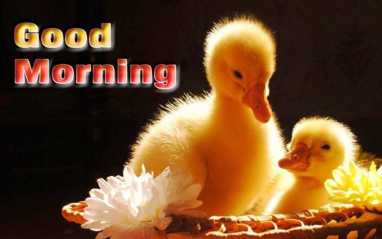 55 Fresh Good Morning Wishes - Good Morning Wishes