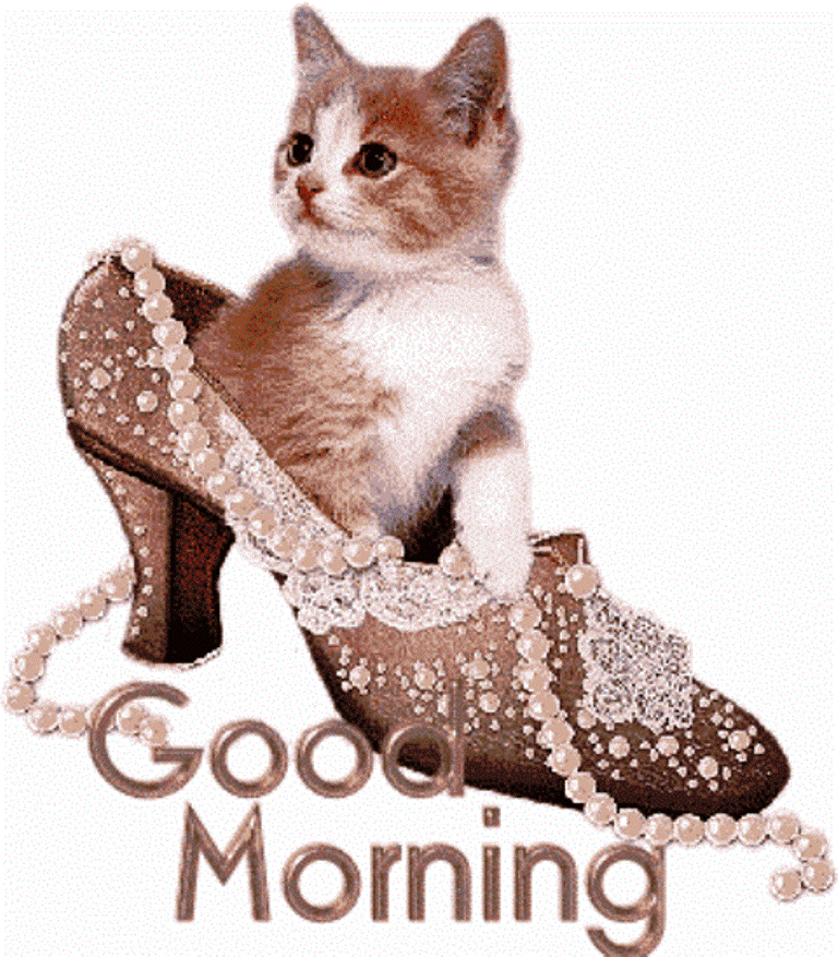 73 Good Morning Wishes for Cat Lovers - Good Morning Wishes