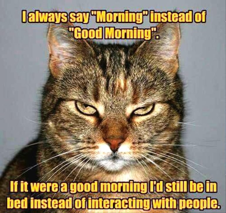 73 Good Morning Wishes for Cat Lovers - Good Morning Wishes