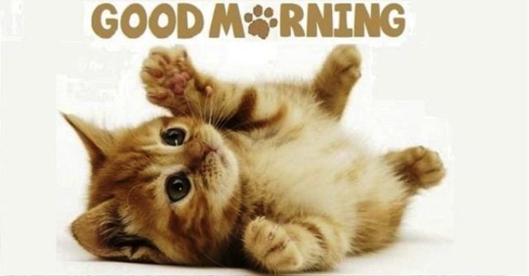 73 Good Morning Wishes for Cat Lovers - Good Morning Wishes