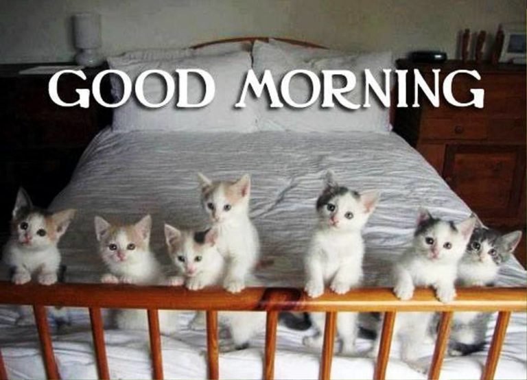 73 Good Morning Wishes for Cat Lovers - Good Morning Wishes