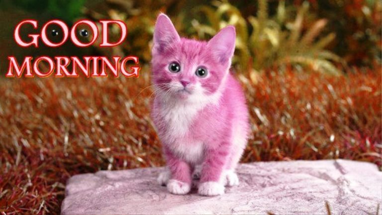 73 Good Morning Wishes for Cat Lovers - Good Morning Wishes
