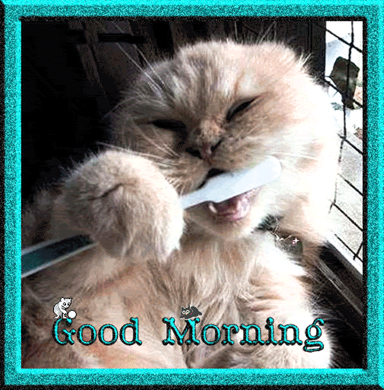 73 Good Morning Wishes for Cat Lovers - Good Morning Wishes