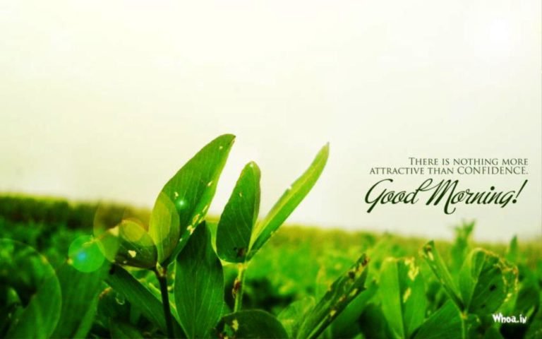 81 Good Morning – Nature - Good Morning Wishes