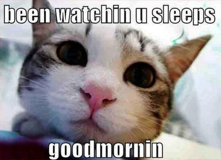 73 Good Morning Wishes for Cat Lovers - Good Morning Wishes
