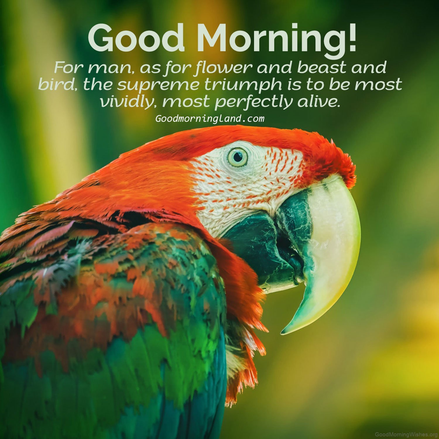 20+ Beautiful Good Morning With Parrot - Good Morning Wishes
