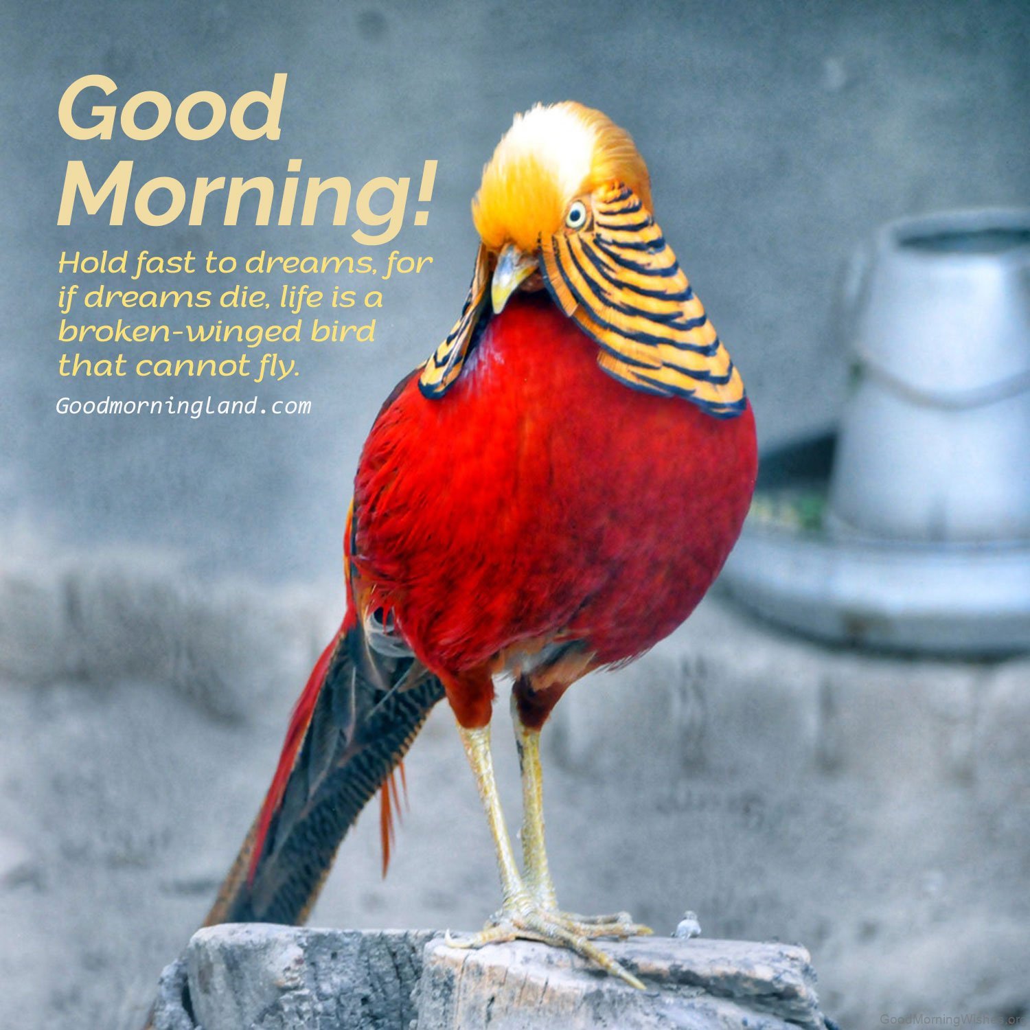 30+ Birds Good Morning Wishes - Good Morning Wishes