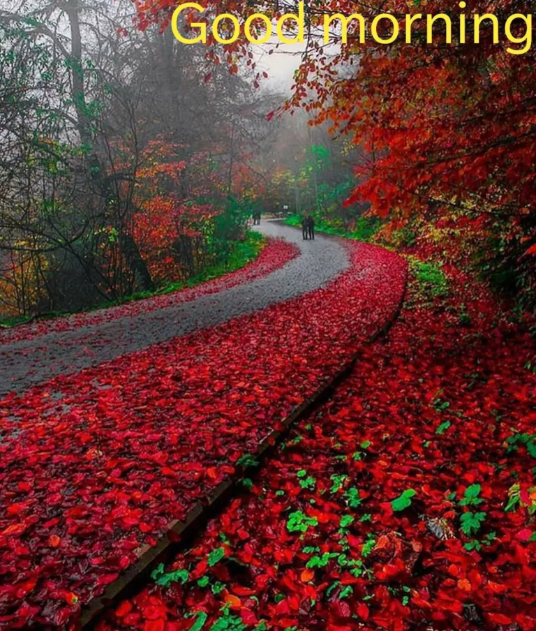 30+ Good Morning Wish Scenery - Good Morning Wishes