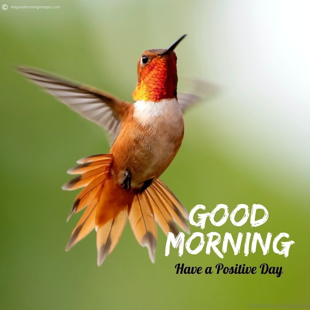 30+ Birds Good Morning Wishes - Good Morning Wishes