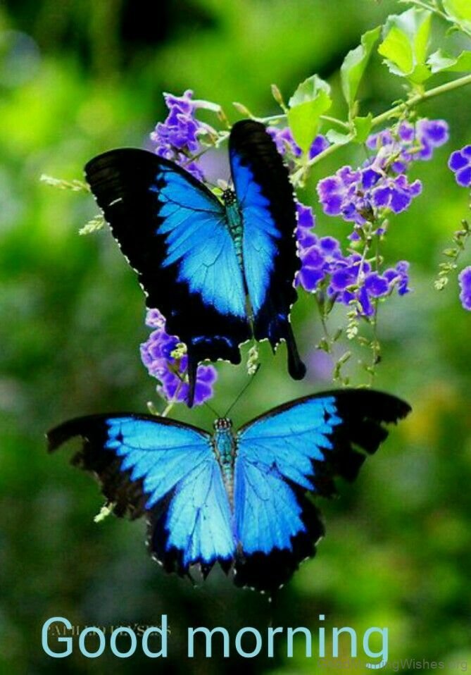 50+ Good Morning Wishes With Butterfly - Good Morning Wishes