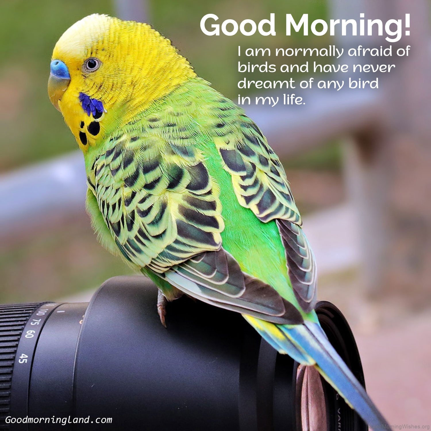 30+ Birds Good Morning Wishes - Good Morning Wishes