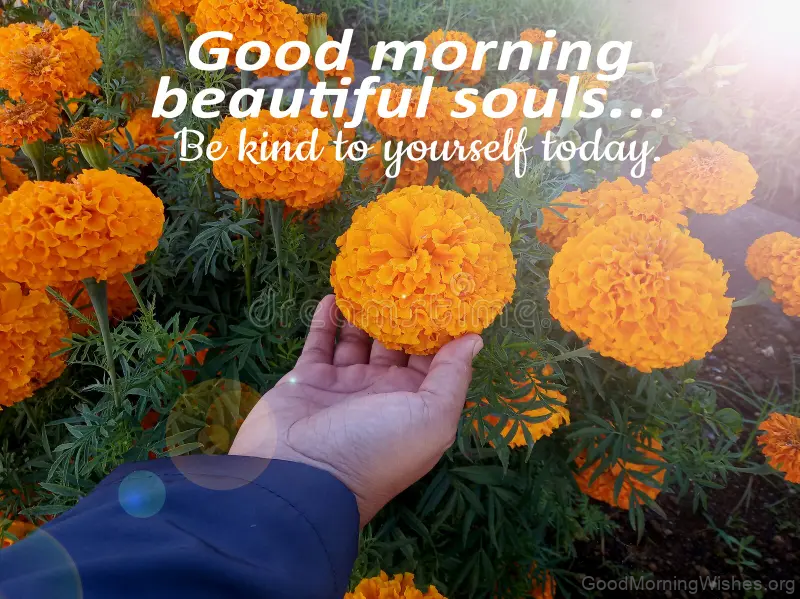 20+ Good Morning Marigold Flower Images - Good Morning Wishes