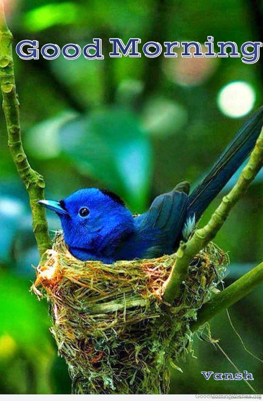 30+ Birds Good Morning Wishes - Good Morning Wishes