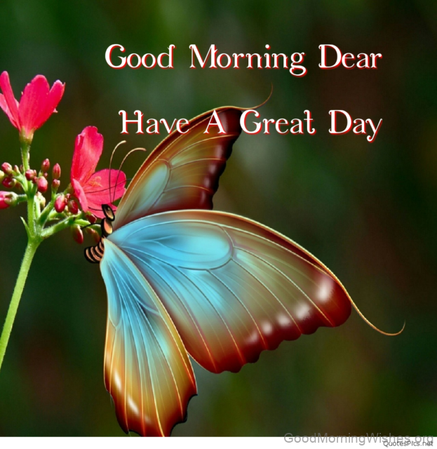 50+ Good Morning Wishes With Butterfly - Good Morning Wishes