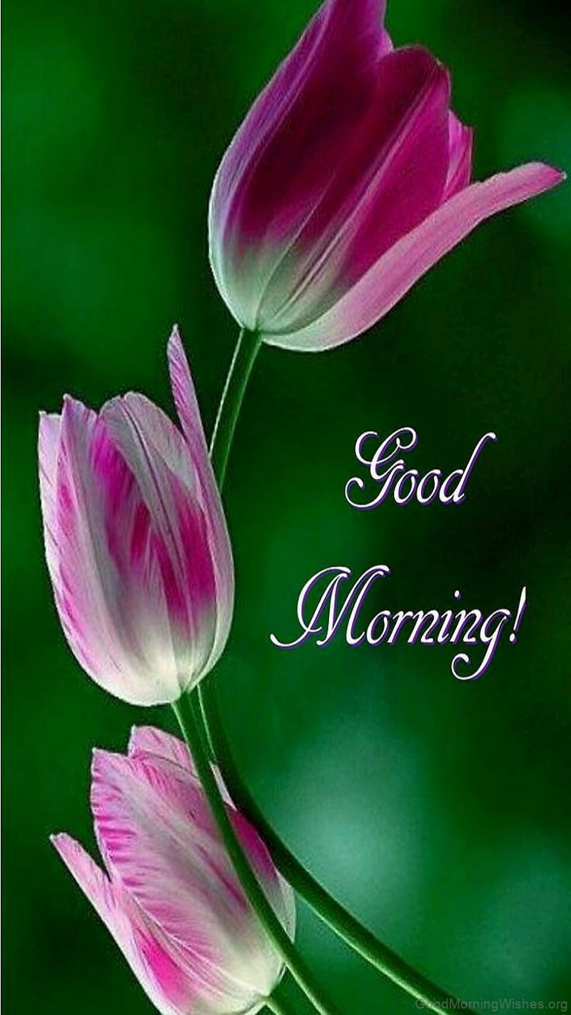35+ Good Morning Tulips Images - Good Morning Wishes