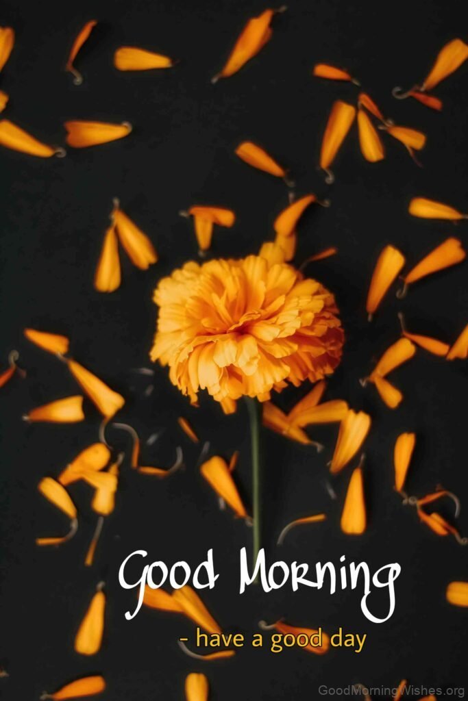 20+ Good Morning Marigold Flower Images - Good Morning Wishes