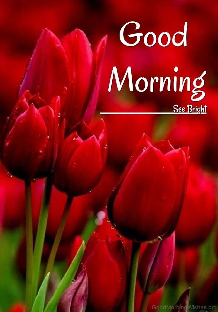 35+ Good Morning Tulips Images - Good Morning Wishes