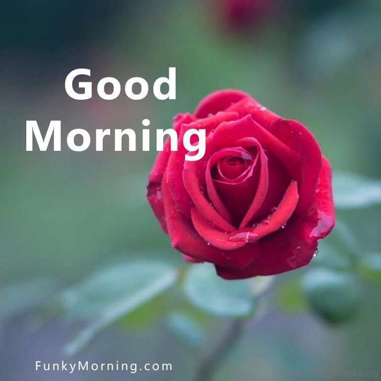 20+ Good Morning Beautiful Red Rose - Good Morning Wishes
