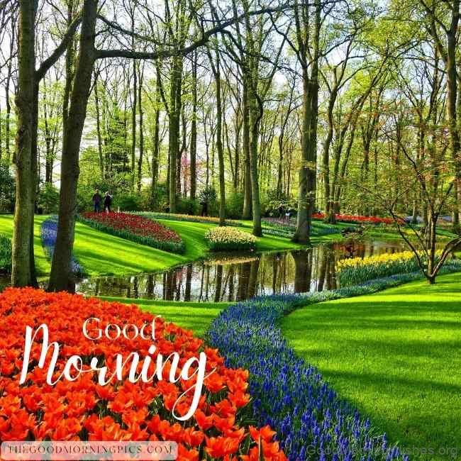 30+ Good Morning Wish Scenery - Good Morning Wishes