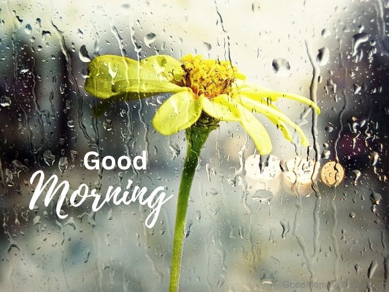 45+ Good Morning Wishes Rain Images - Good Morning Wishes