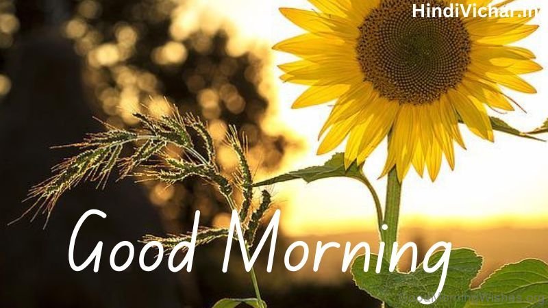 25+ Sunrise Good Morning Wishes - Good Morning Wishes