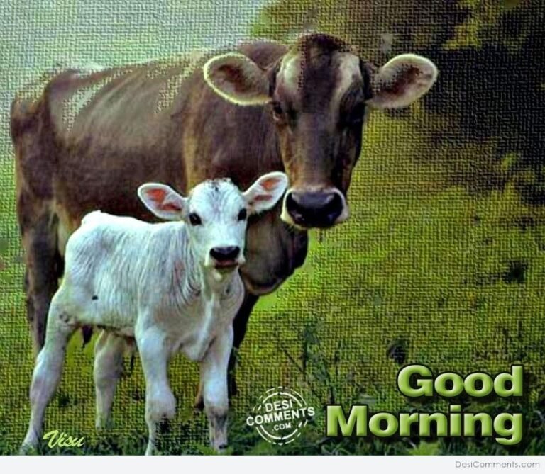 35+ Good Morning Cow Images - Good Morning Wishes