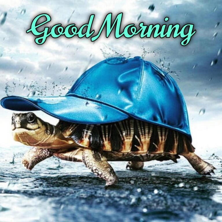 40+ Good Morning Turtle Images & GIFs - Good Morning Wishes