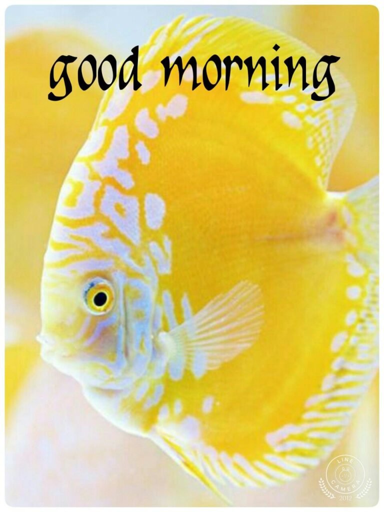 45+ Good Morning Fish Images & GIFs - Good Morning Wishes