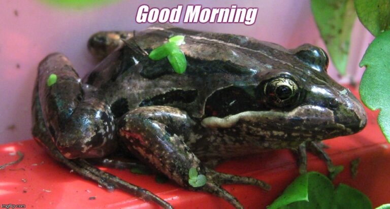 50+ Good Morning Frog Images & GIFs - Good Morning Wishes