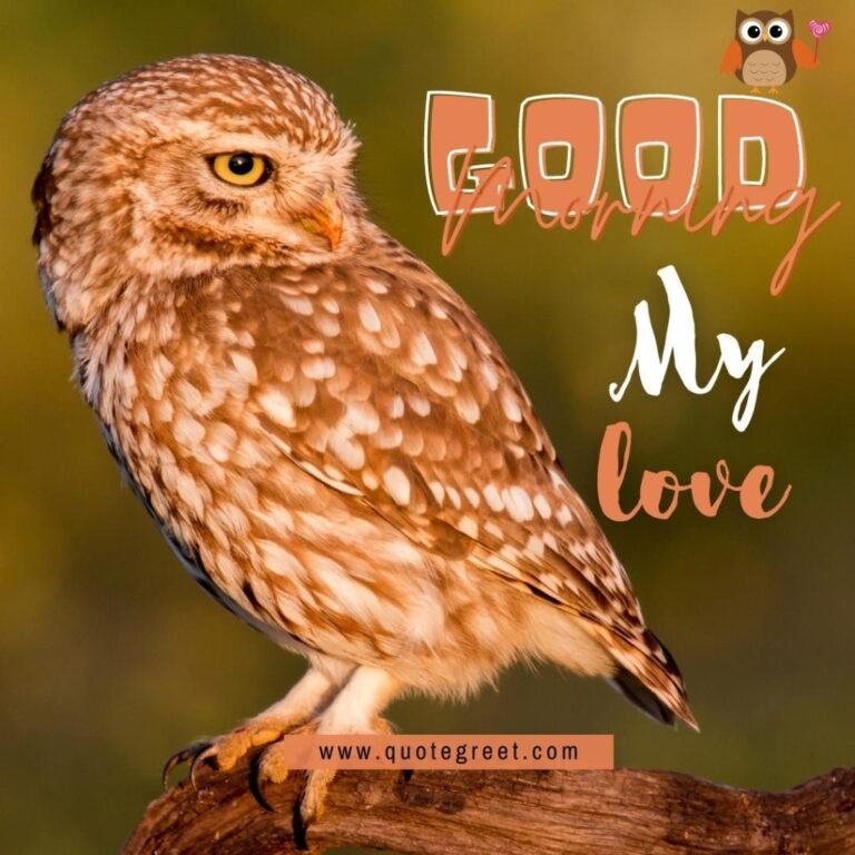 50+ Good morning Owl Images & GIFs - Good Morning Wishes