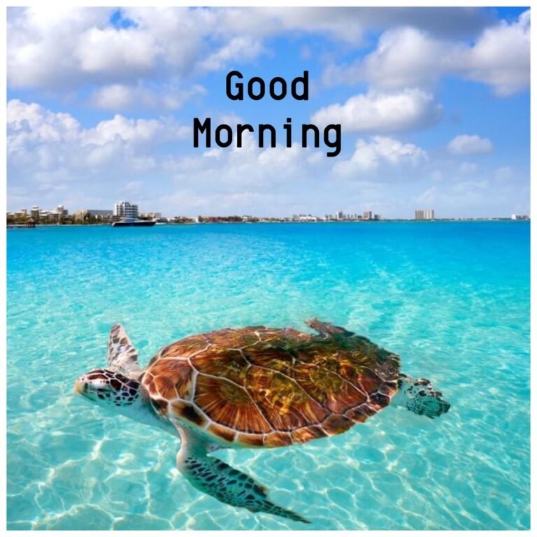 40+ Good Morning Turtle Images & GIFs - Good Morning Wishes