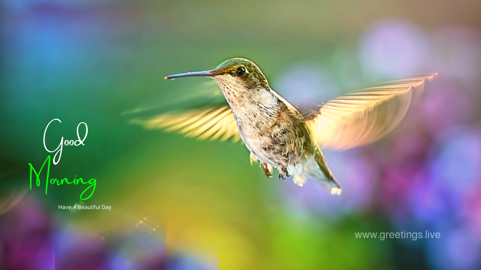 40+ Good Morning Hummingbird Images - Good Morning Wishes