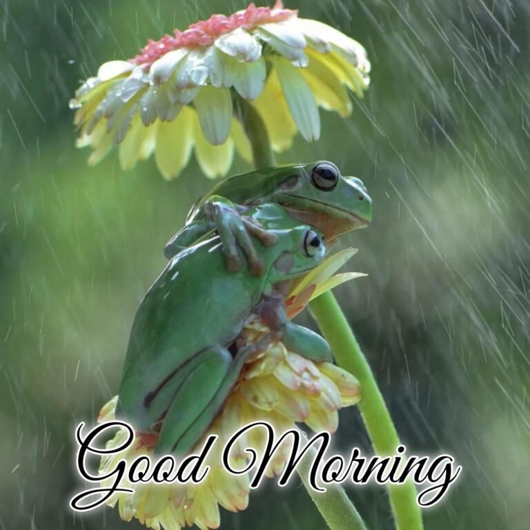 50+ Good Morning Frog Images & GIFs - Good Morning Wishes