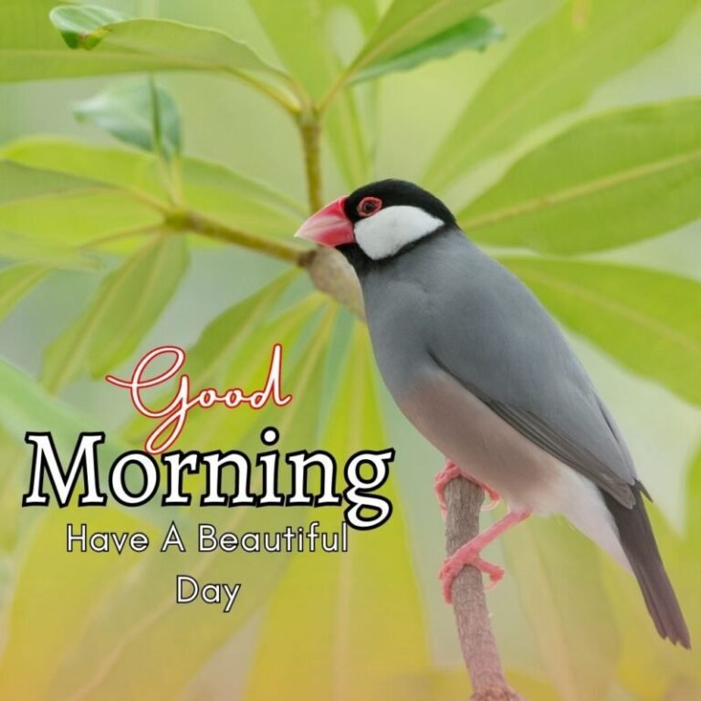 70+ Good Morning Bird Images - Good Morning Wishes