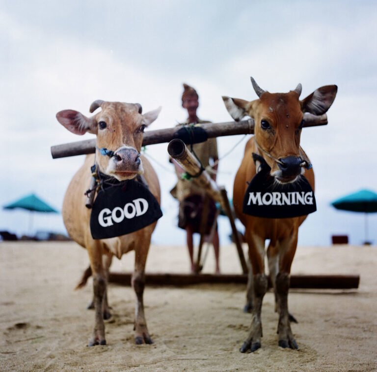 35+ Good Morning Cow Images - Good Morning Wishes