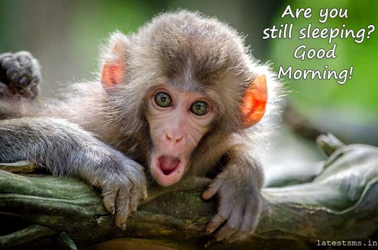 65+ Good Morning Monkey Images - Good Morning Wishes