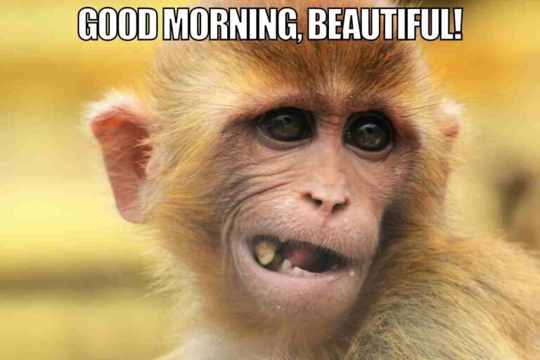 65+ Good Morning Monkey Images - Good Morning Wishes